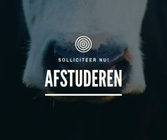 Stage - Dirksen Management Support B.V.